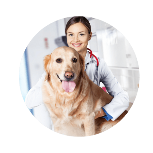 Dresser un chien : comment faire ? Les meilleures techniques