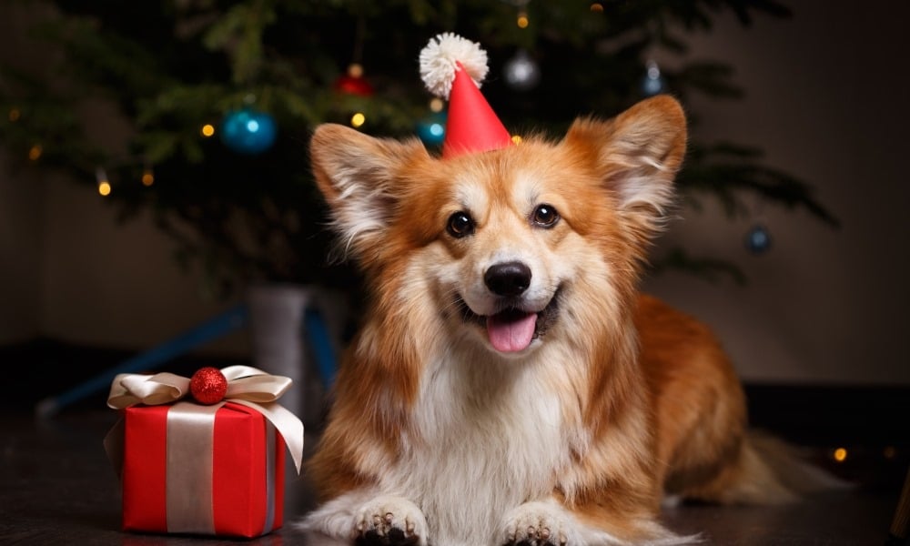 Box pour chien : Guide d'achat, prix et avis 2026