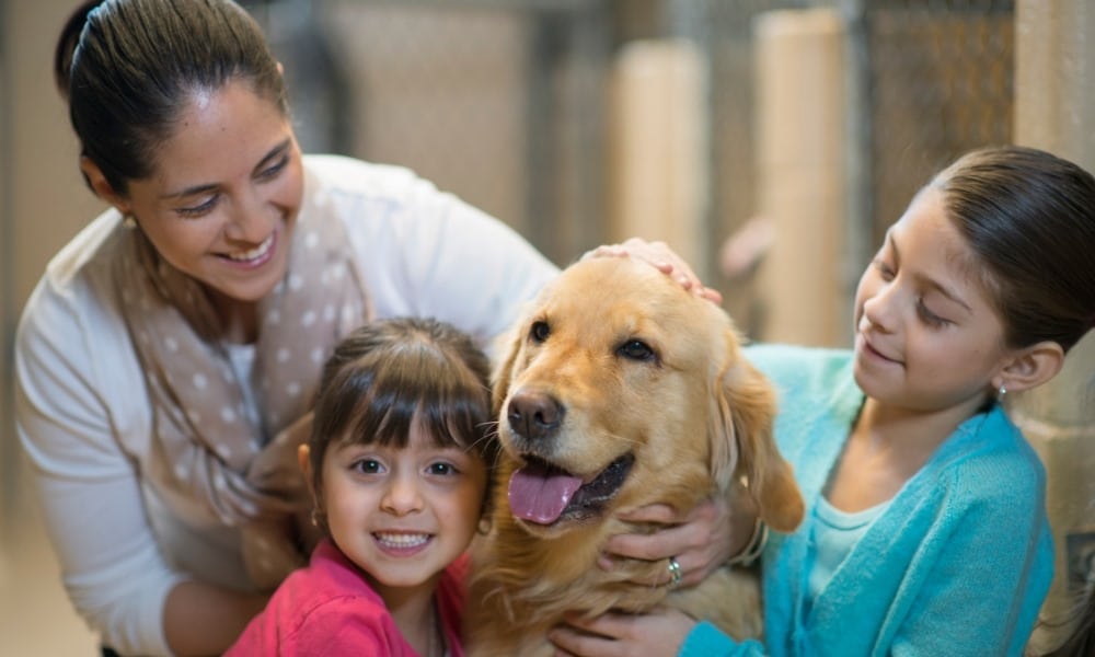 Adopter chien : comment faire