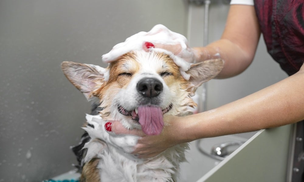 Lavage chien : Comment s'y prendre