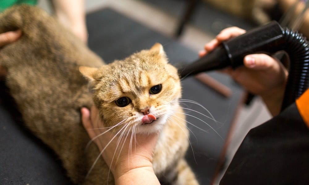 Soin du chat : Comment s'y prendre? Les essentiels