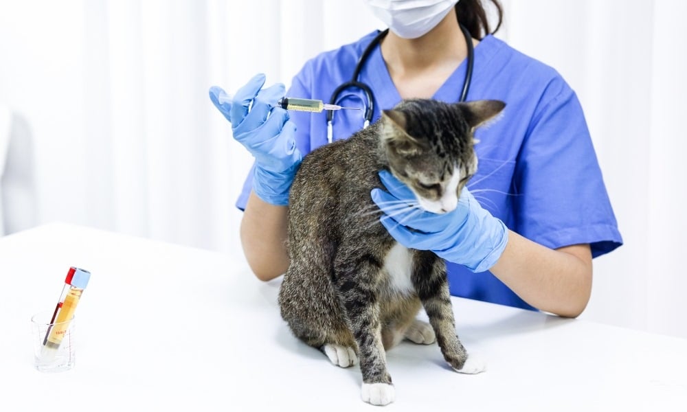 Santé du chat : On vous dit tout!