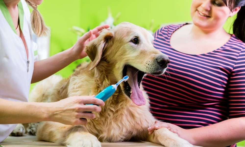 Santé du chien : Le guide complet