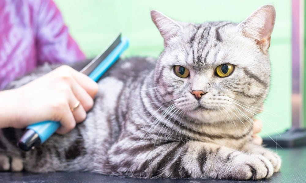 Toilettage chat : Tout ce qu'il faut savoir