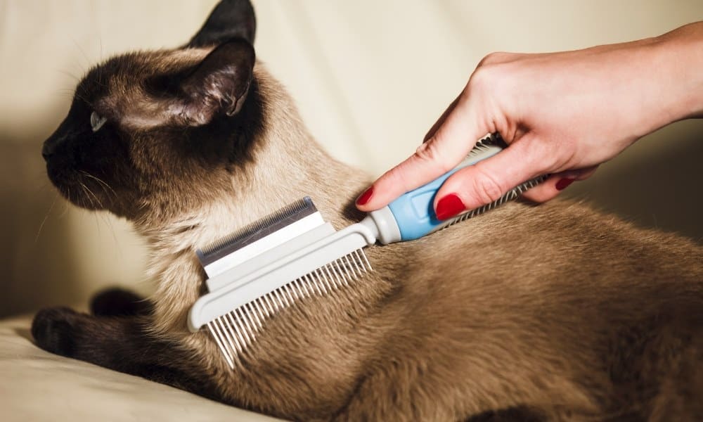 Toilettage chat : Tout ce qu'il faut savoir