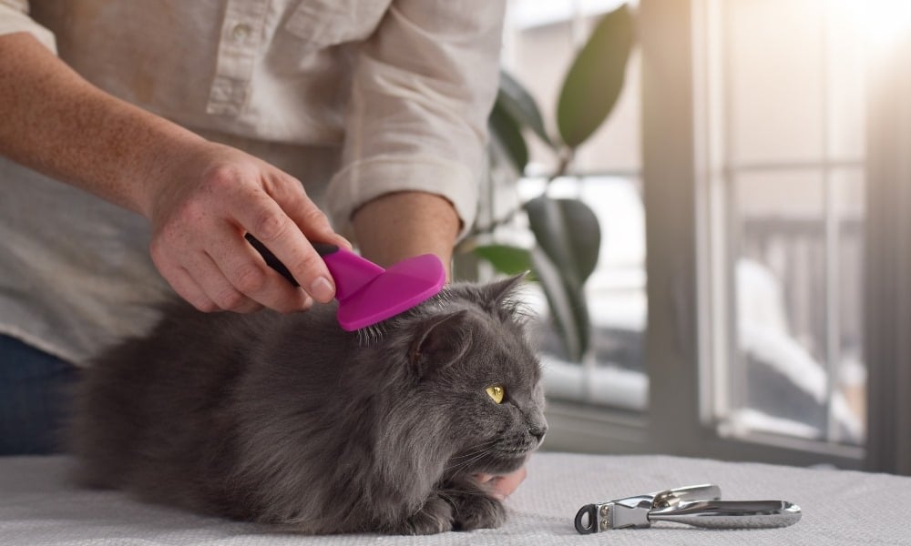 Toilettage chat à domicile : comment faire ? Quels produits utiliser en ...