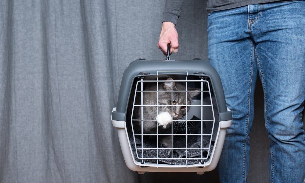 Transport et sorties du chat : Nos astuces