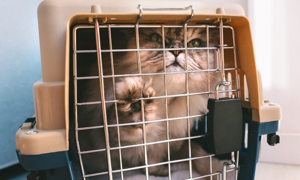 Transport et sorties du chat : Nos astuces